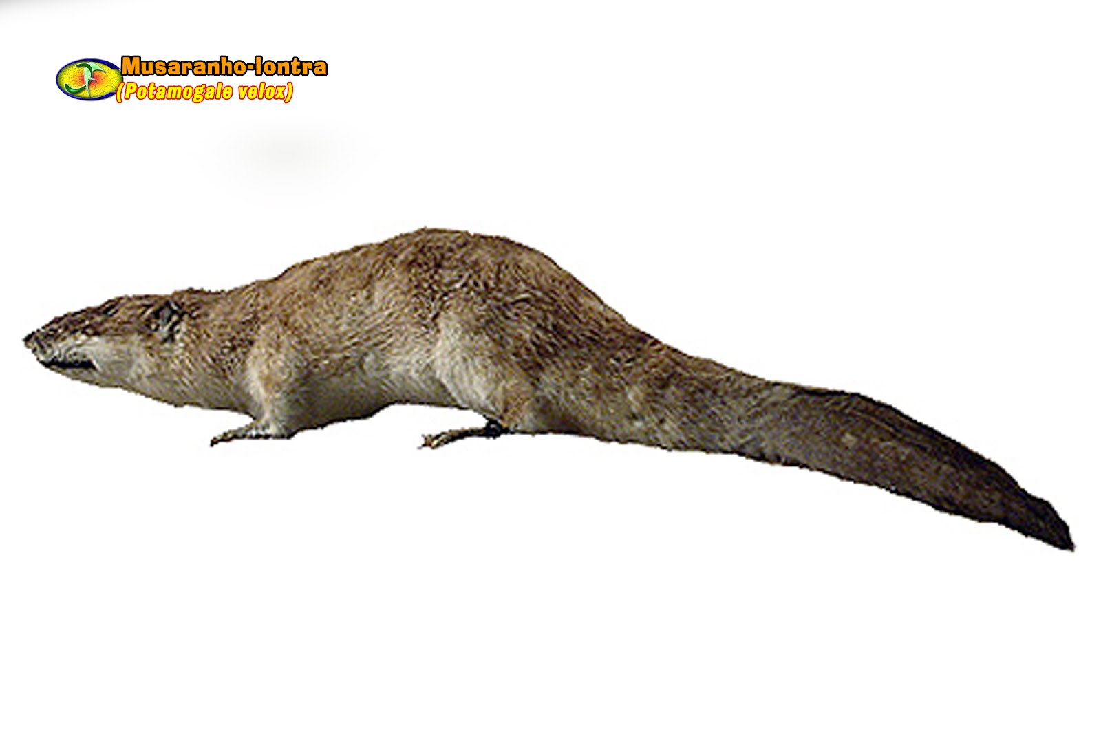 Mamíferos: Musaranho-lontra (Potamogale velox)