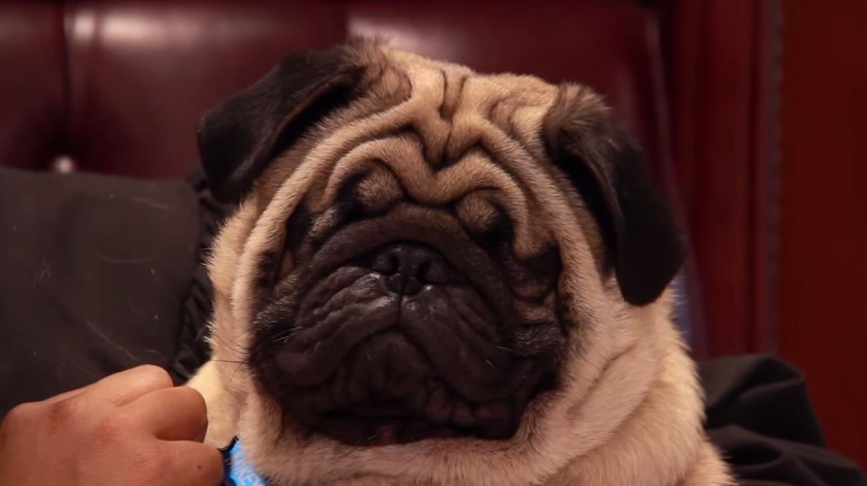 Una juez adopta a un perro rescatado y ciego que ahora lleva a todas ...