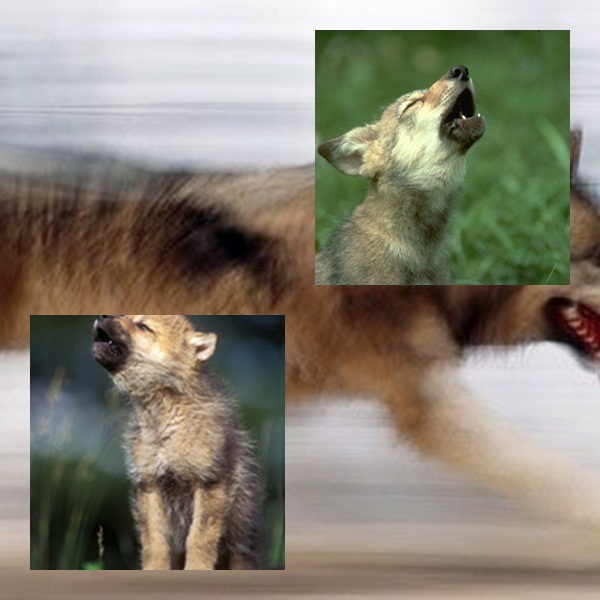 ×♥× Wolves Hidden Beauties ×♥×: ** Wolves Are Nocturnal Animals