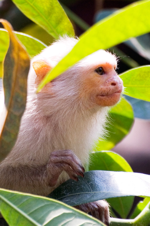 Animals World: white monkey
