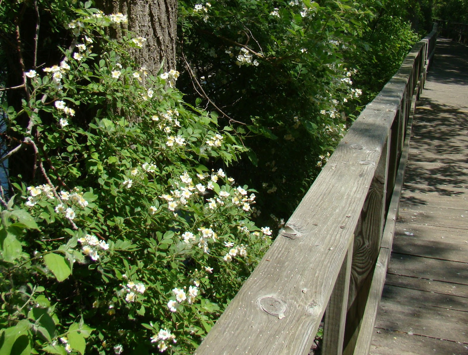 Weedpicker's Journal:: Scent-uous Plants