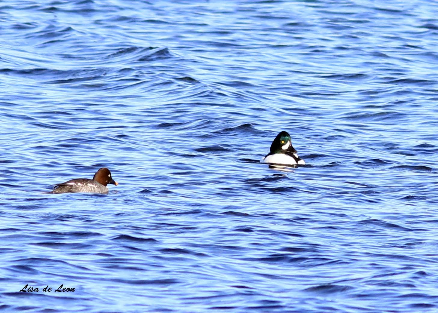 Birding with Lisa de Leon: Barrow's Goldeneye and Barrow's/Common Hybrid
