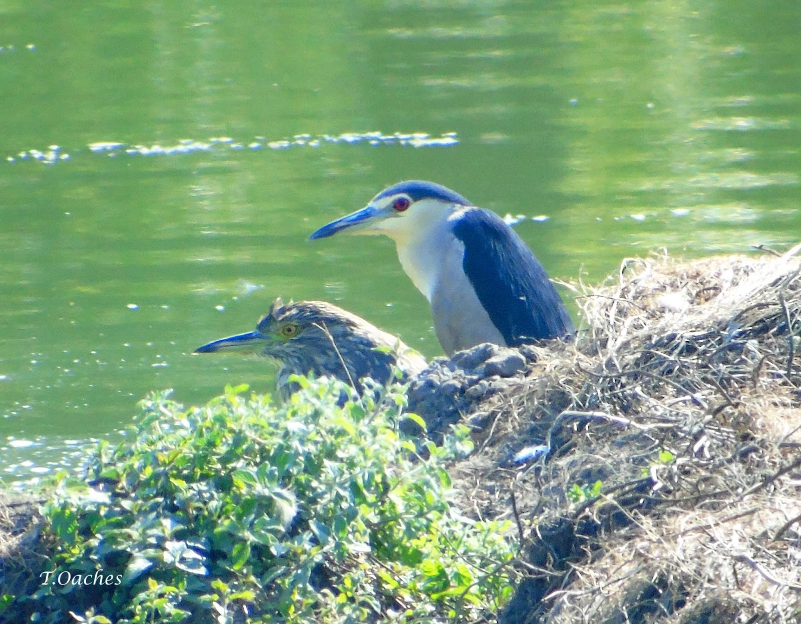 PASARI DIN ROMANIA: STARC DE NOAPTE, Nycticorax nycticorax
