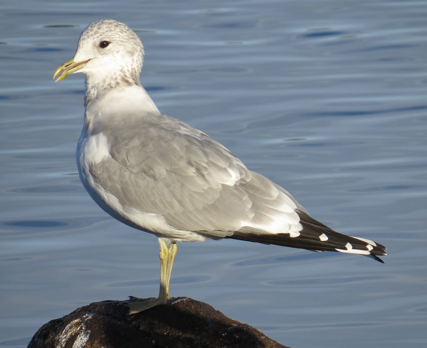 Dannysbirds: Redcar Tarn