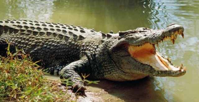 Fatwa Daging Buaya Halal Bagi Wahabi Salafi - NUSANTARA - ANGKASA NEWS ...