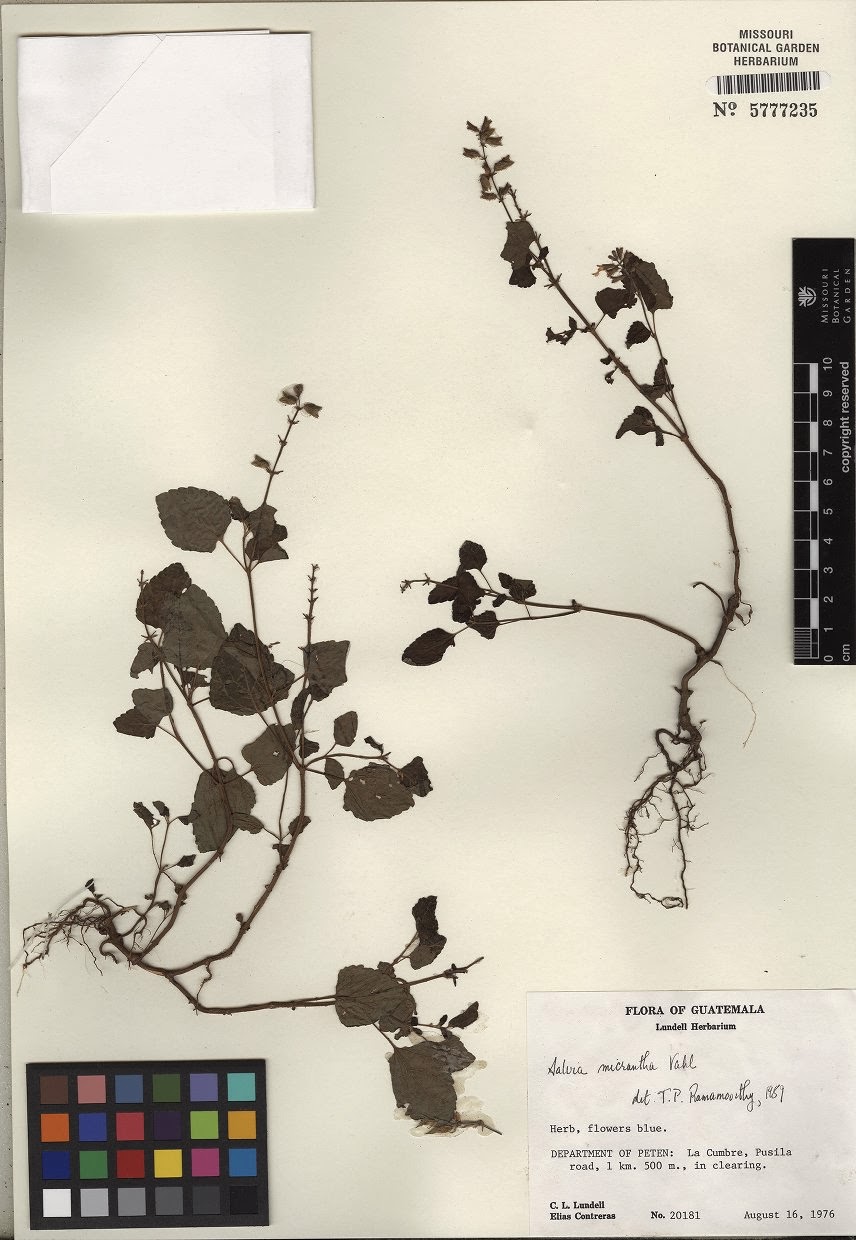 Flora de Puerto Rico Ilustrada Papo Vives: LAMIACEAE SALVIA SEROTINA