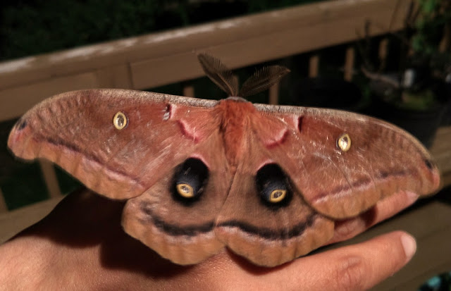 Woods Walks and Wildlife: Following Up With Families, and Other ...