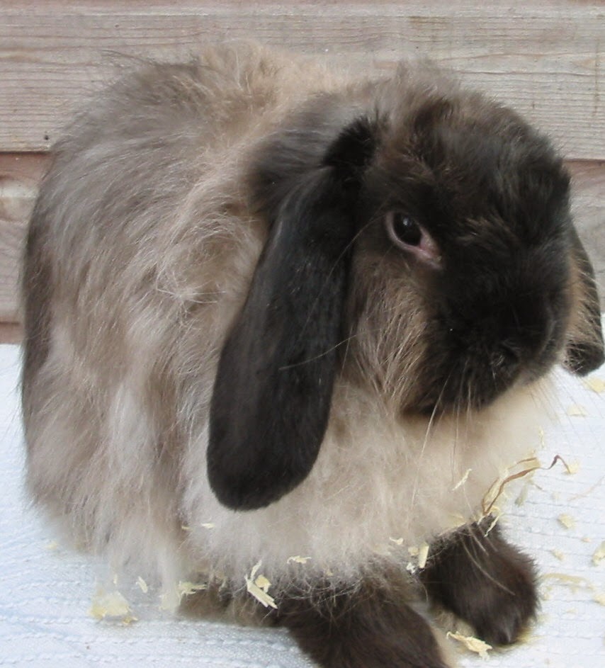 กระต่าย กระต่ายแคระ และการเลี้ยงกระต่าย: กระต่ายหูตก Cashmere Lop Rabbit