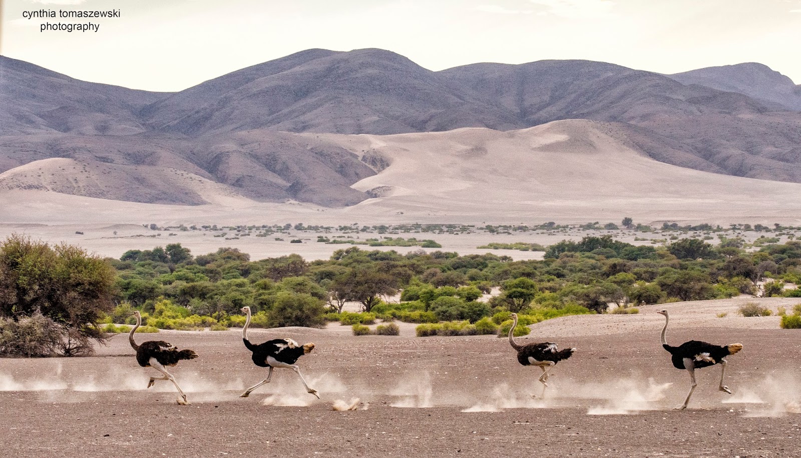cynthia tomaszewski photography: Purros is a Herero Village