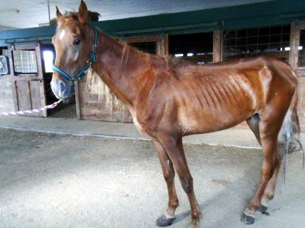 Four legged friends (and enemies): Emaciated horses rescued