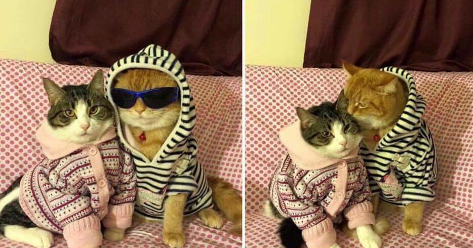 Funny cats - part 239 (40 pics + 10 gifs) | Amazing Creatures