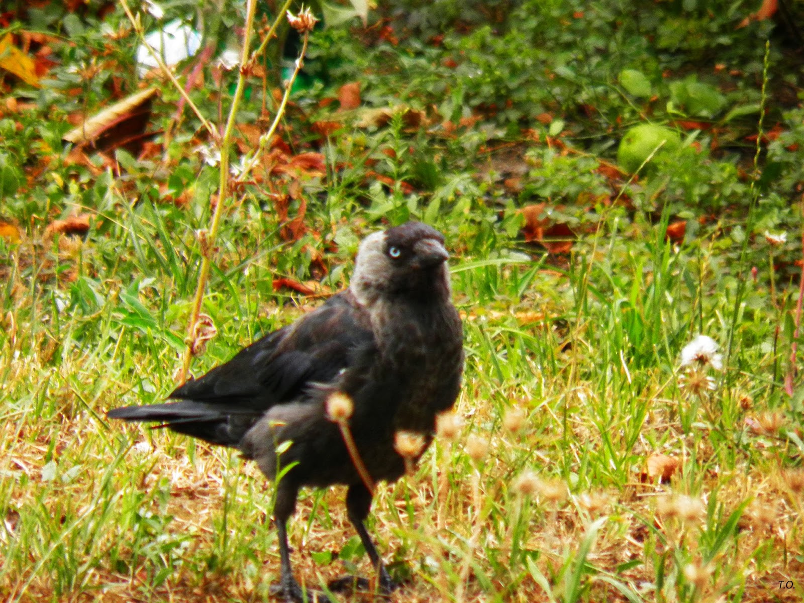 PASARI DIN ROMANIA: STANCUTA, Corvus monedula