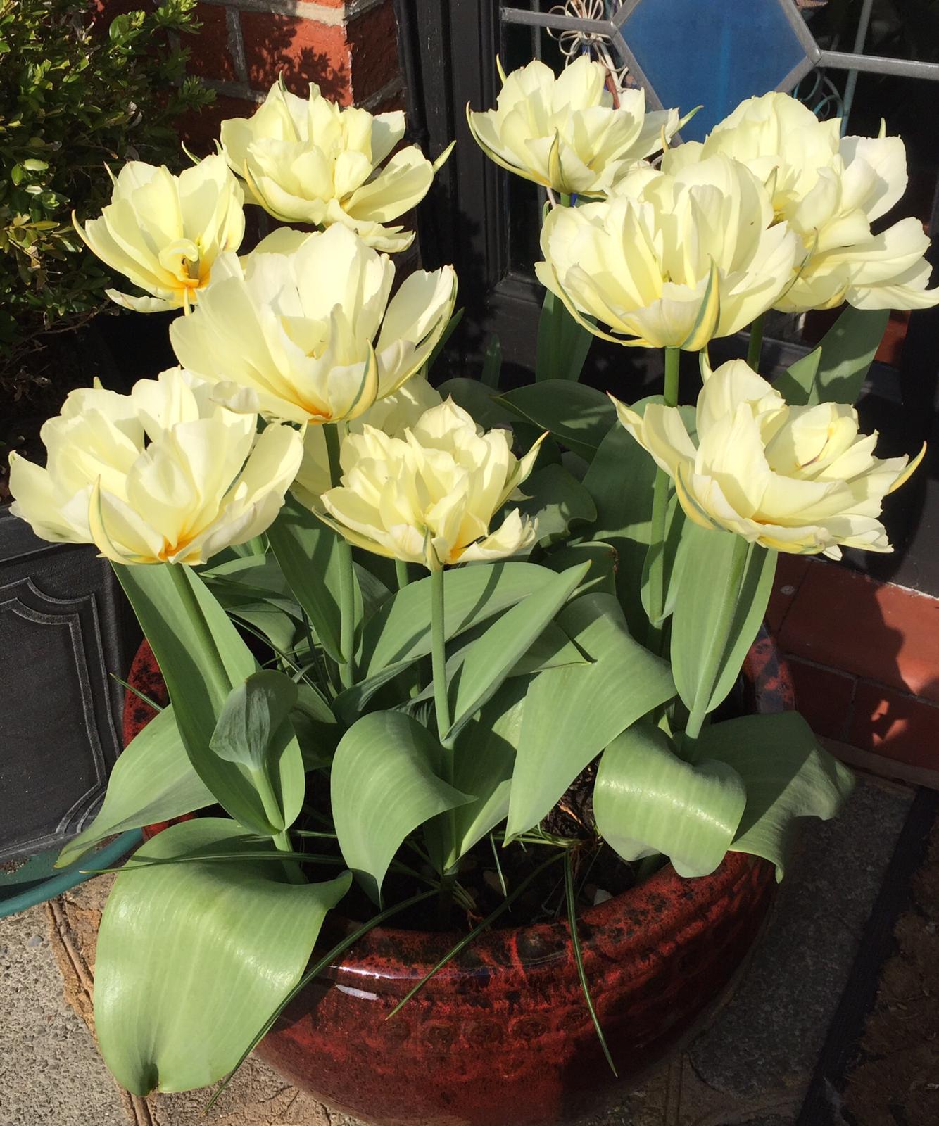 Keindahan Tulip Dari Holland Park, Kensington ,London