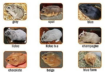 Jenis-jenis Hamster di Indonesia | Bijou Hammie Land