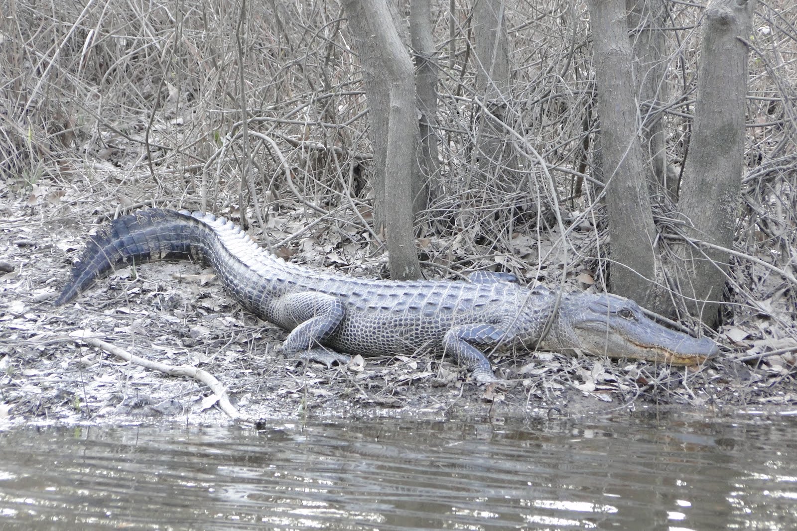 we saw that...: louisiana snakes and alligators out 2012....2015©