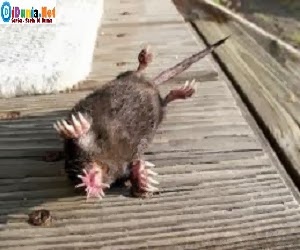 12 Hewan Teraneh di Dunia | DiJiLmu