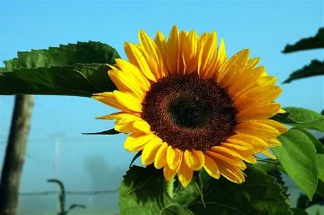 .::Ceresita Bubita::.: GiraSOL