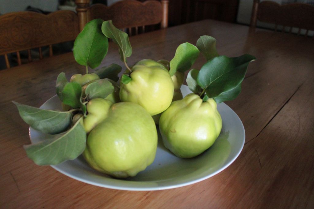 Towerwater Aan De Breede: Quinces in autumn