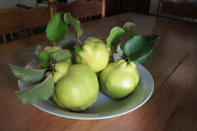 Towerwater Aan De Breede: Quinces in autumn