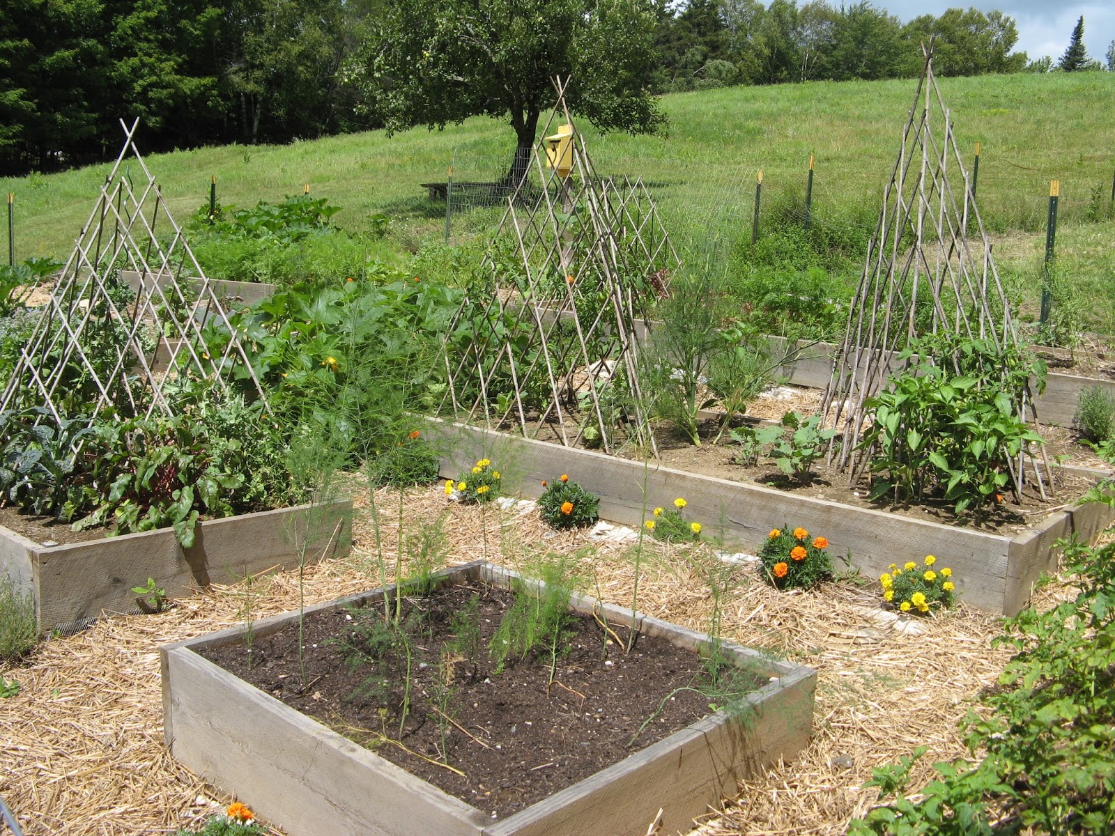 Animal Instinct: Tour D' Coop - Coop # 3