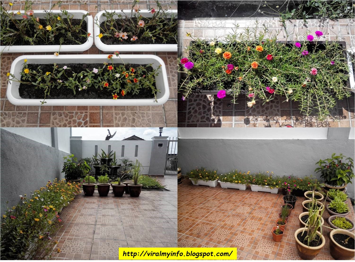 Cara Menanam Bunga Ros Jepun | PeNa KLaSIK.Com