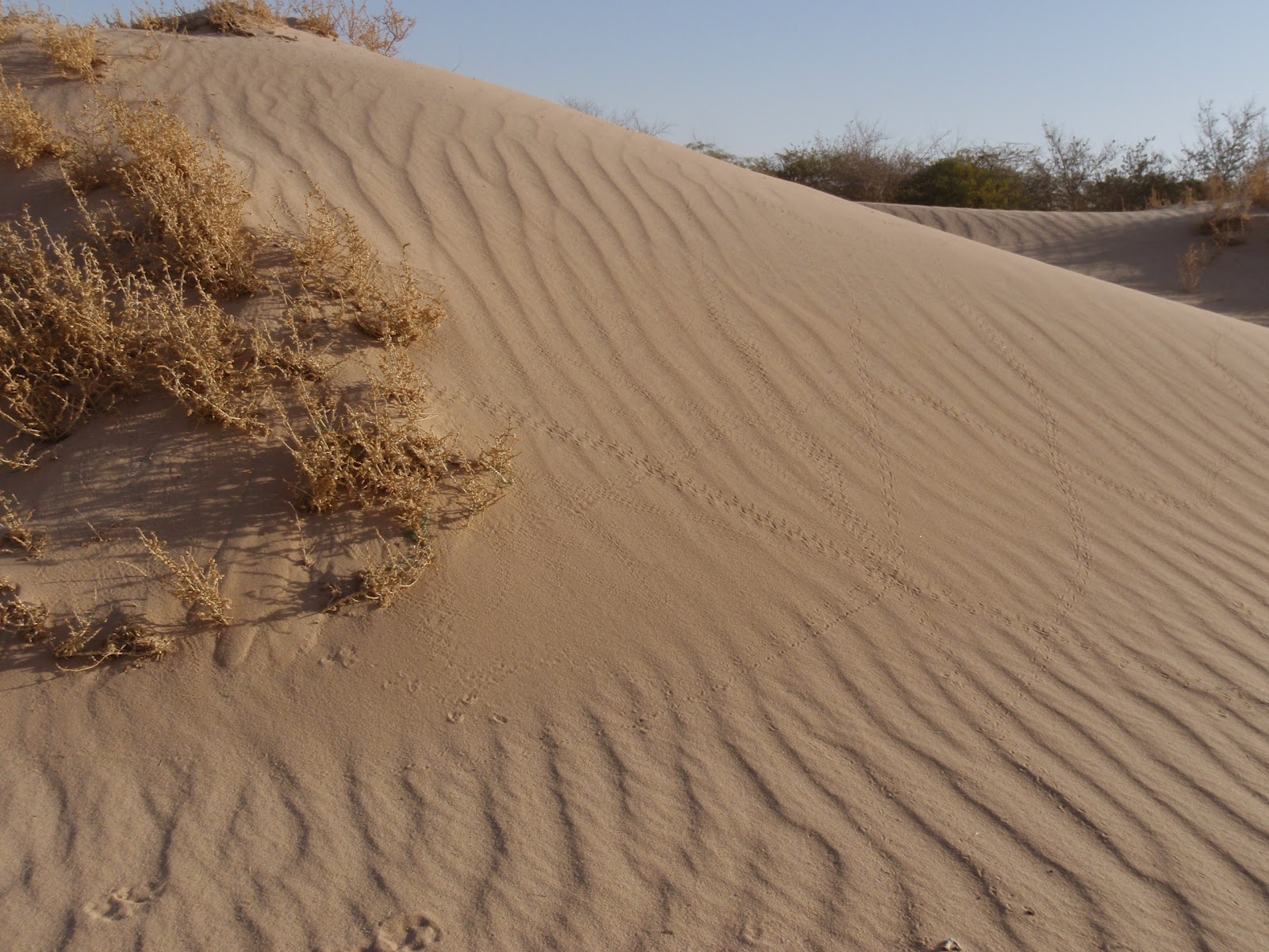 Athens Nature Journal: Kuwait Birding: Nature and culture experiences