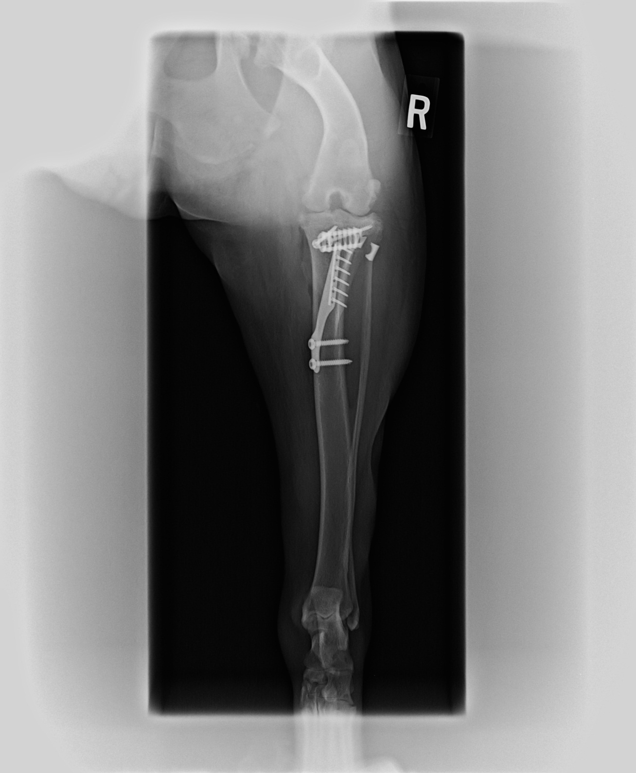 Circle City Veterinary Specialty & Emergency Hospital: TTA vs TPLO ...