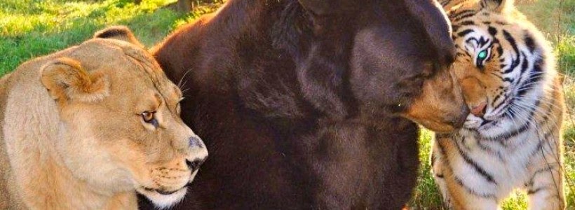 Fauna Urbana Villa María: Un oso, un león y un tigre son los mejores amigos