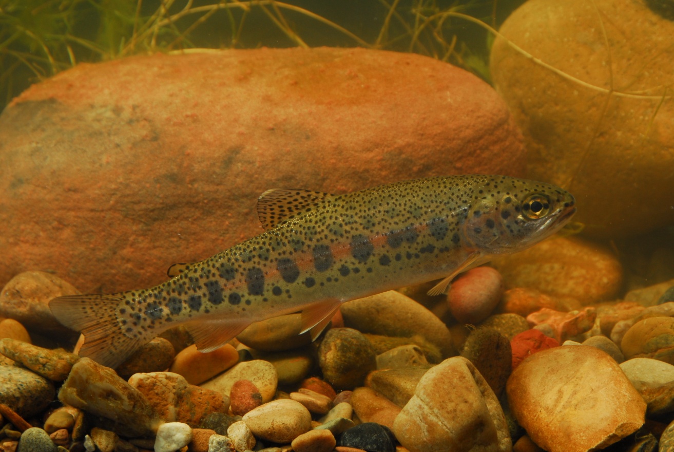 The Fisheries Blog: Dam trout: How do trout populations respond to ...