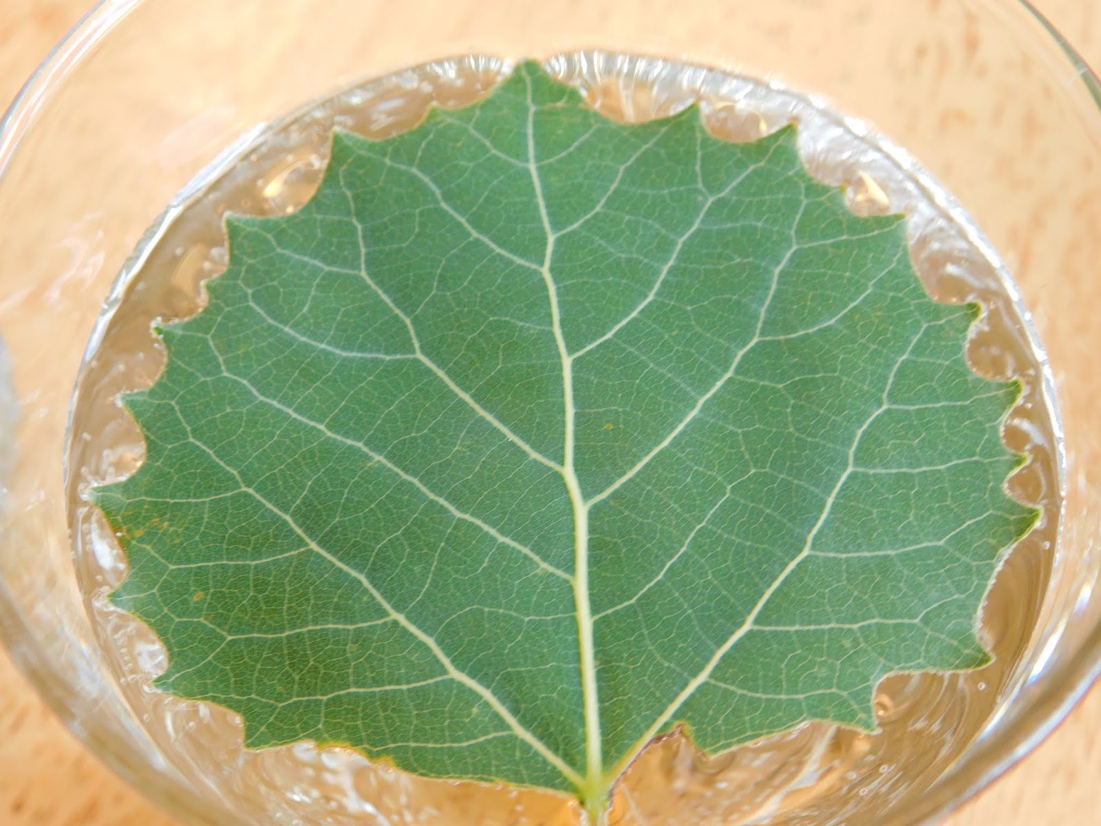 100 Days of Science #36: Plants Breathe Experiment