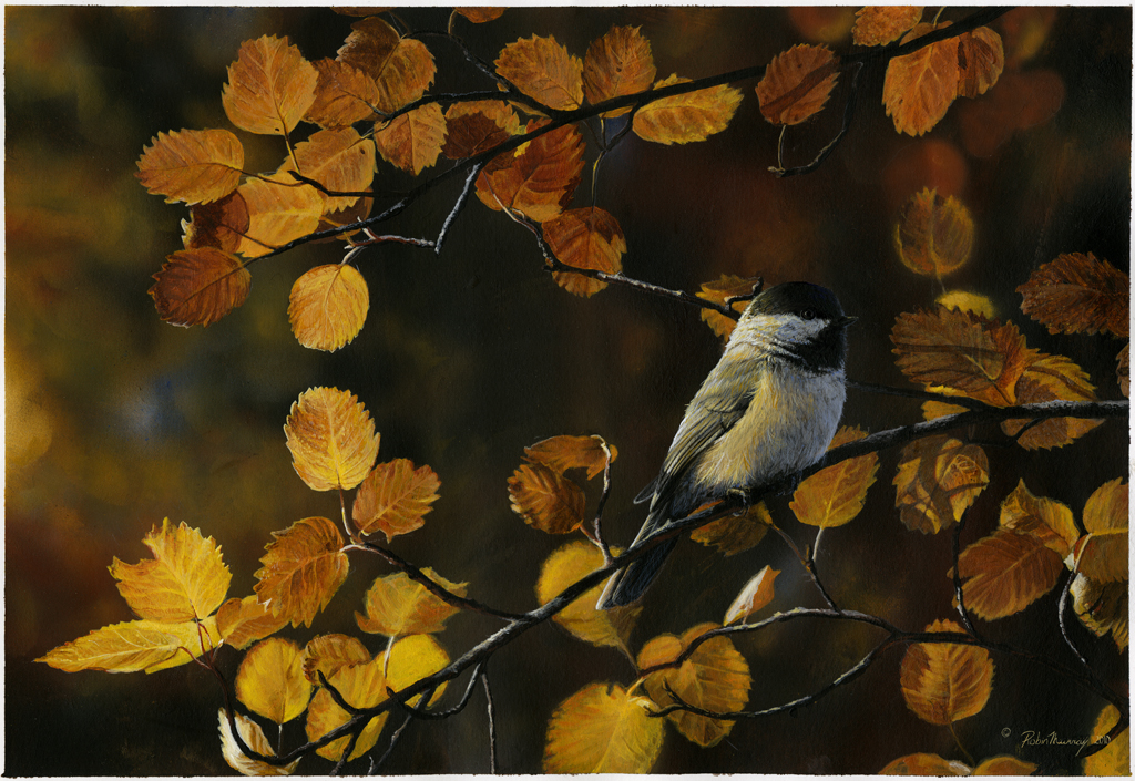 THE BIRDS OF NORTH AMERICA- FAMILIES & RELATIVES: Current Art Work