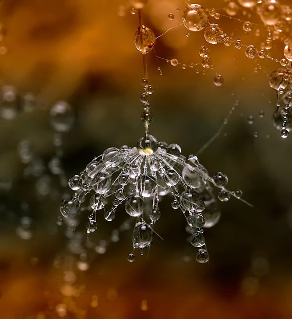 DUE DROPS PHOTOS - world pics