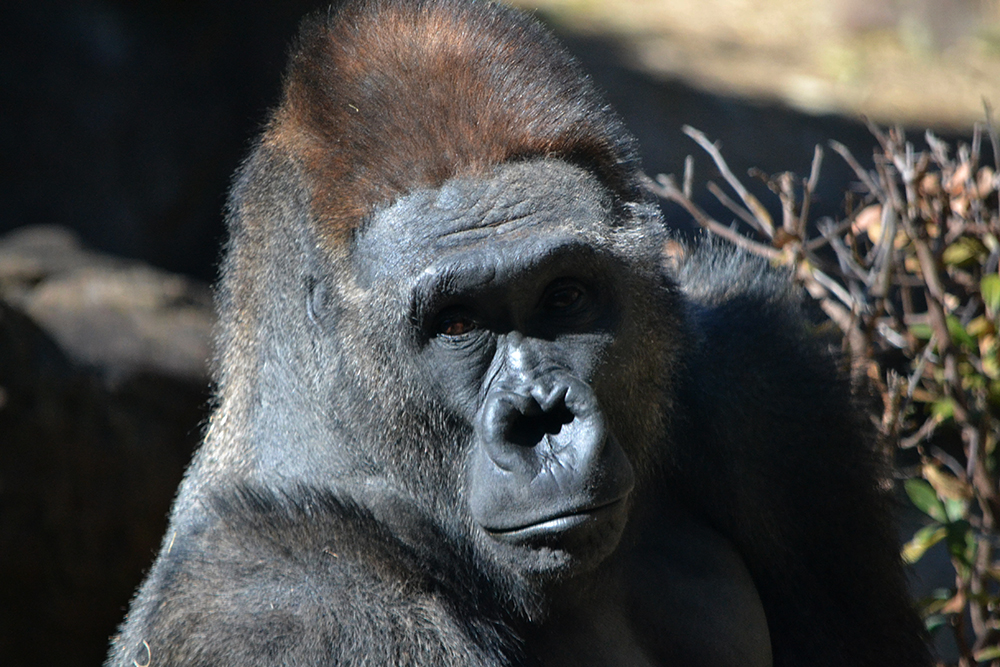 Art by Gordon: Dallas Zoo: Wildlife Portraits