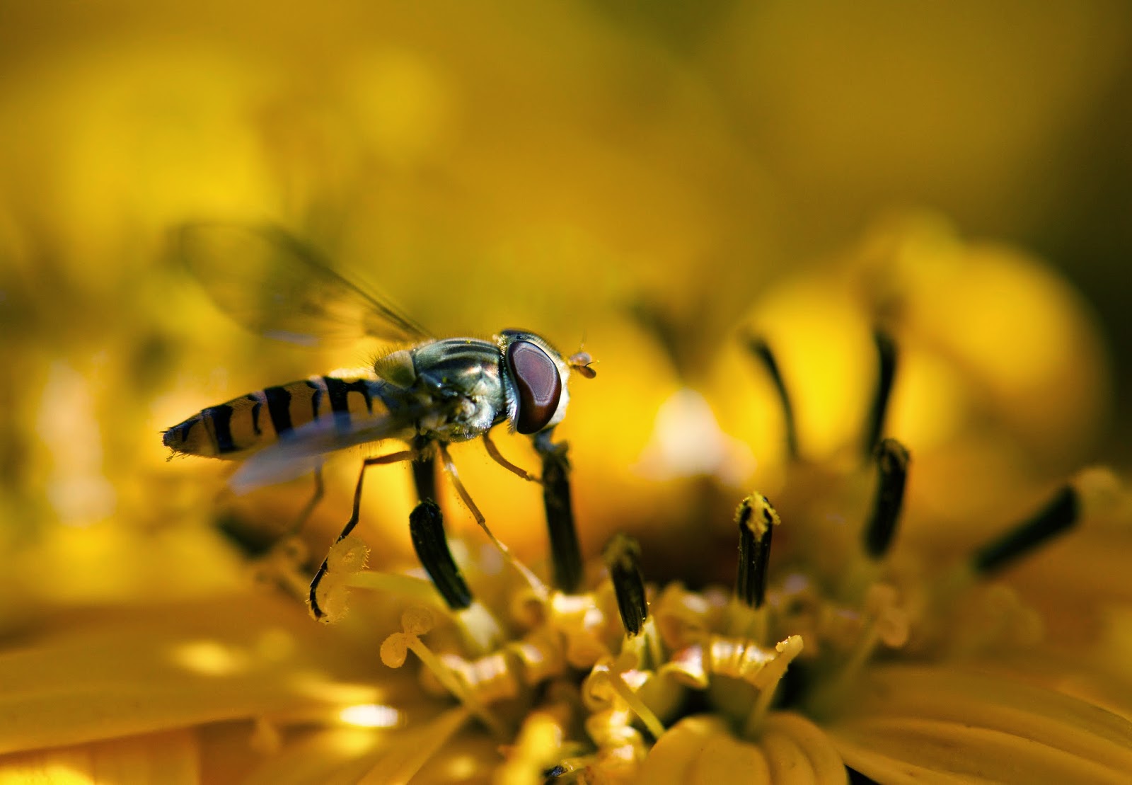 Naturfoto Einar Hugnes: Spennende med humler, admiraler, bier og årets ...