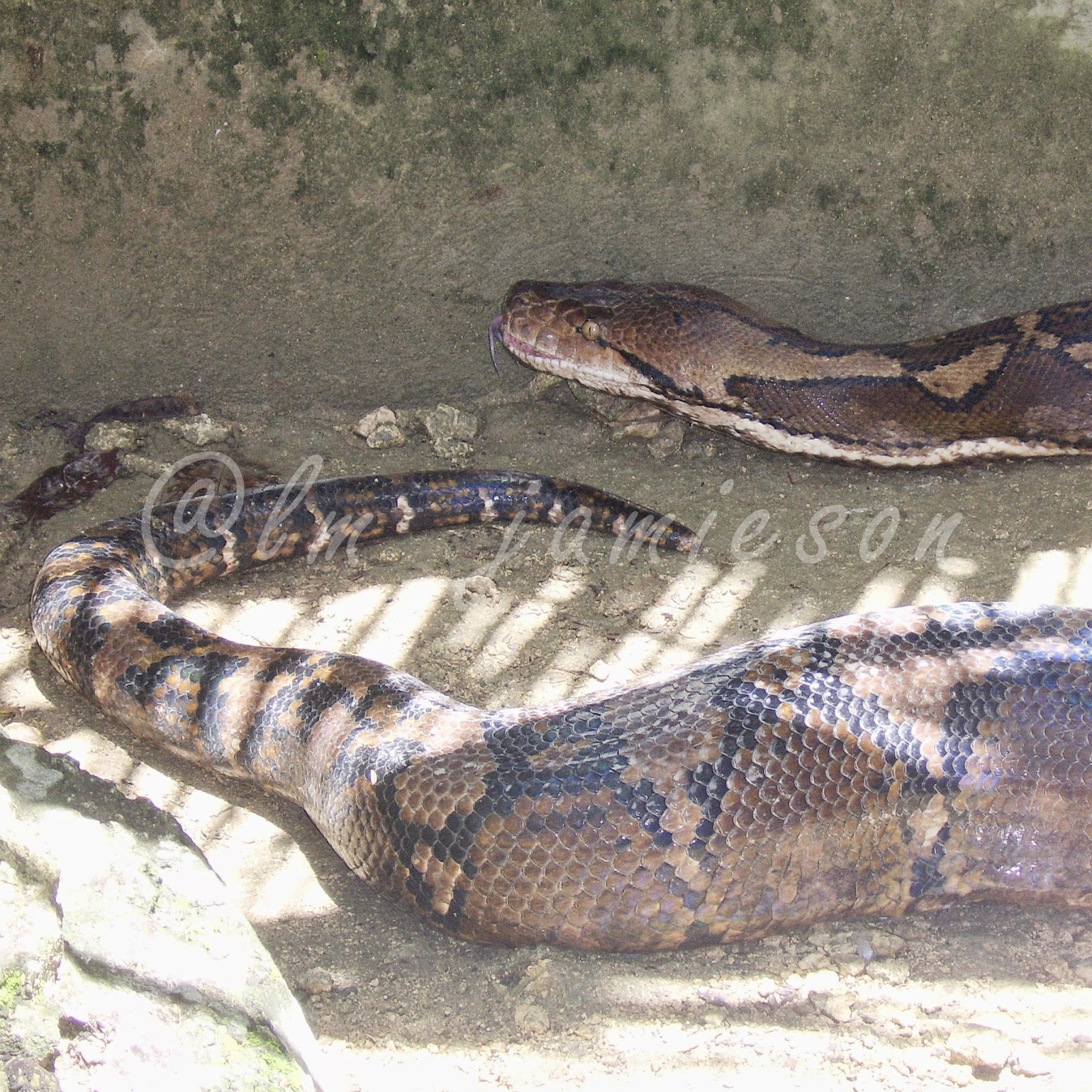 Lin-Marie Jamieson: May 2015