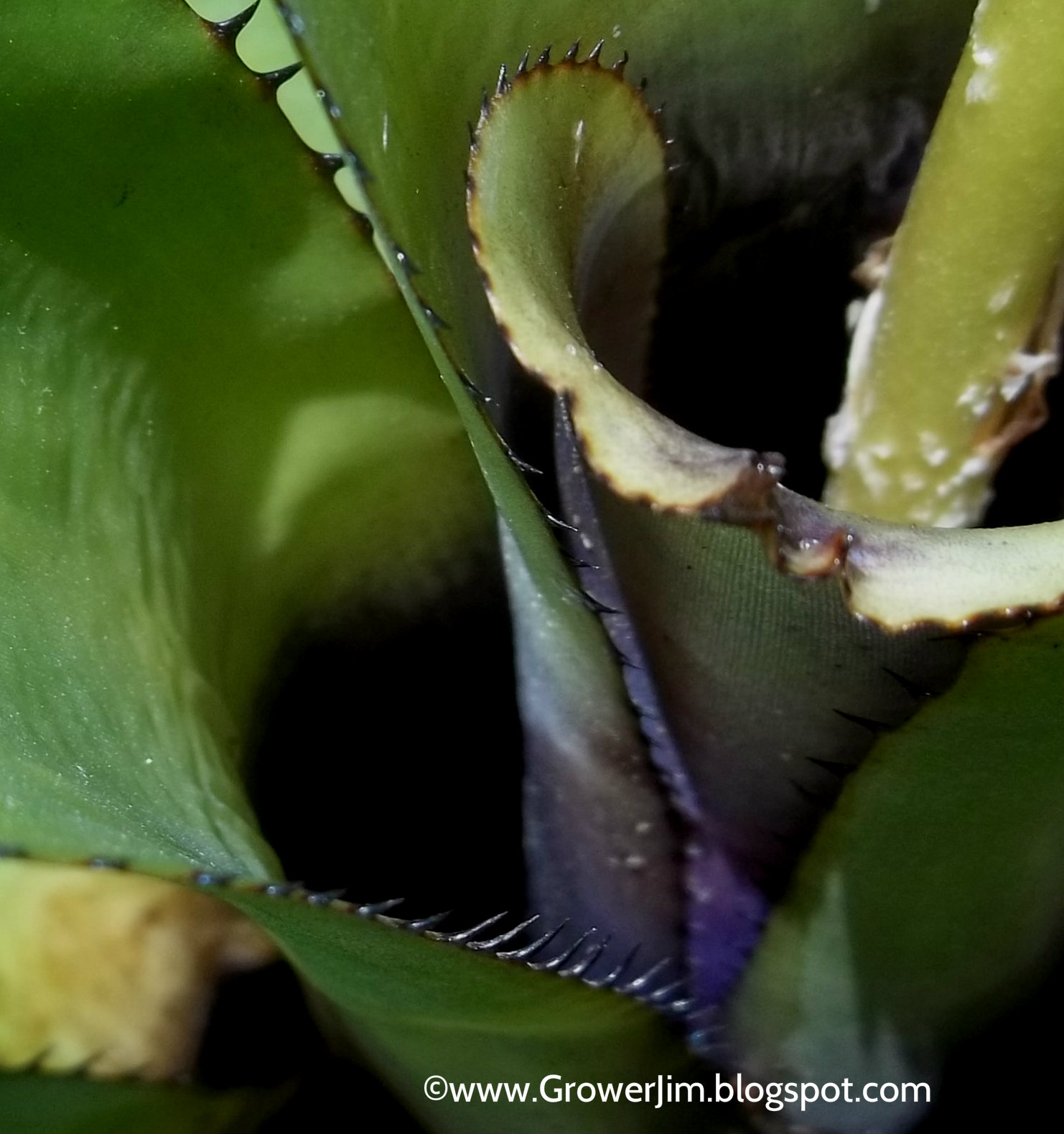 Garden Adventures: Aechmea comata