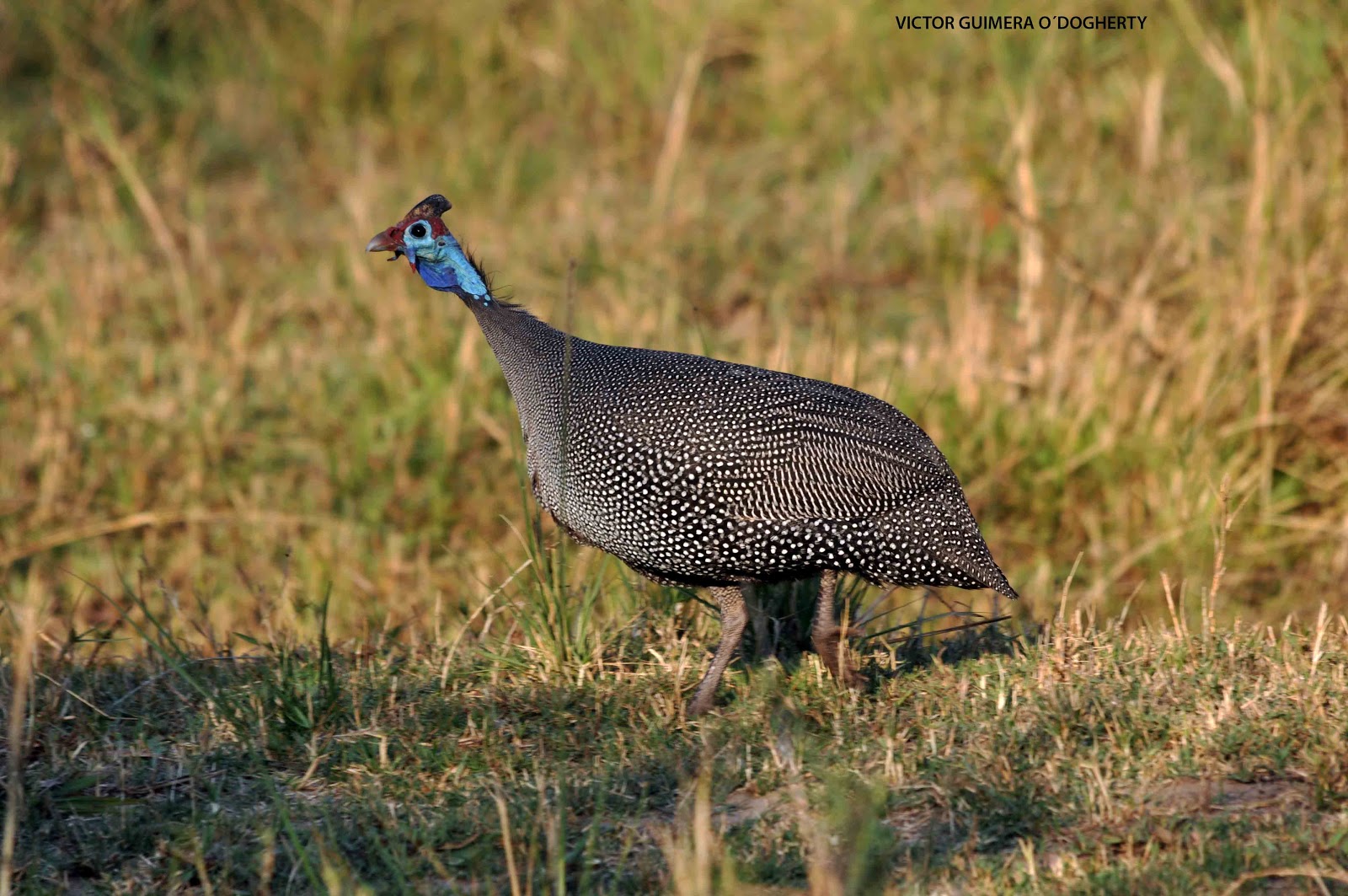 Mis imágenes de aves: PINTADA COMUN