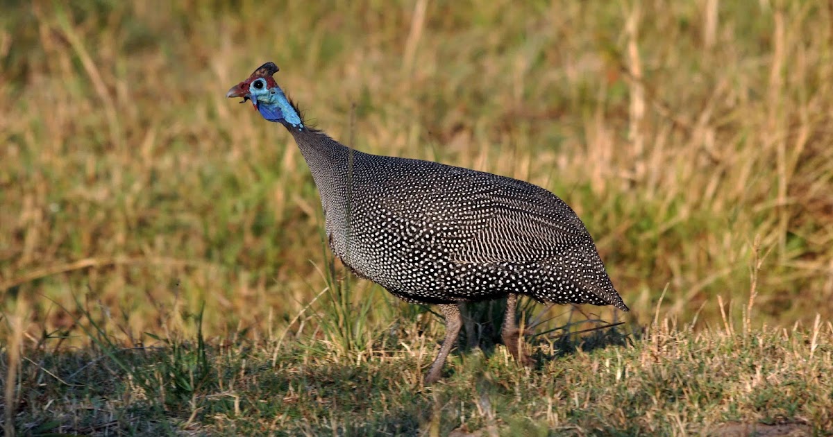 Mis imágenes de aves: PINTADA COMUN