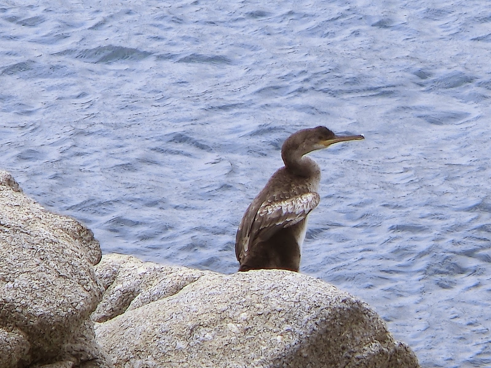Santuario de aves: Alcatraz