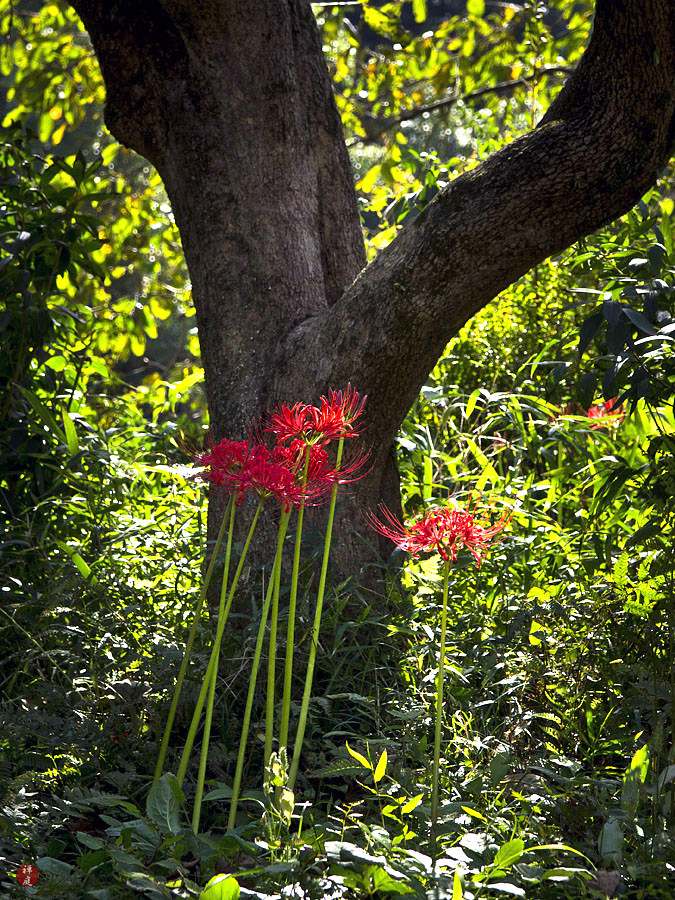 FROM THE GARDEN OF ZEN: Higanbana (Lycoris radiata) flowers in Kencho-ji