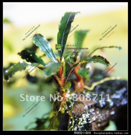 El blog de ezky: Plantas nuevas, raras, y no tan nuevas.