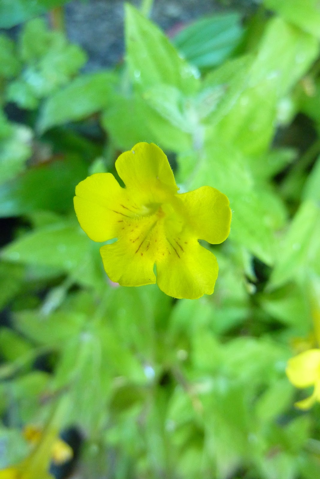 Piccalilli Pie: Thursday, June 20, 2013