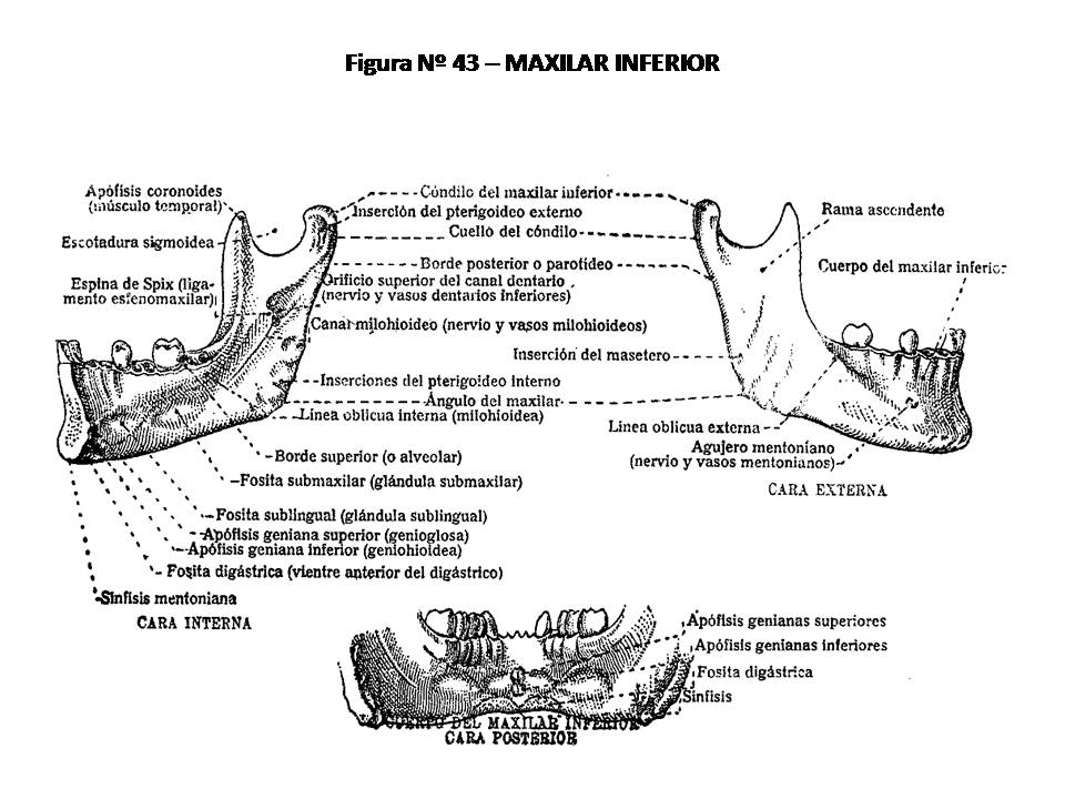 ATLAS DE ANATOMÍA HUMANA: 43. MAXILAR INFERIOR.