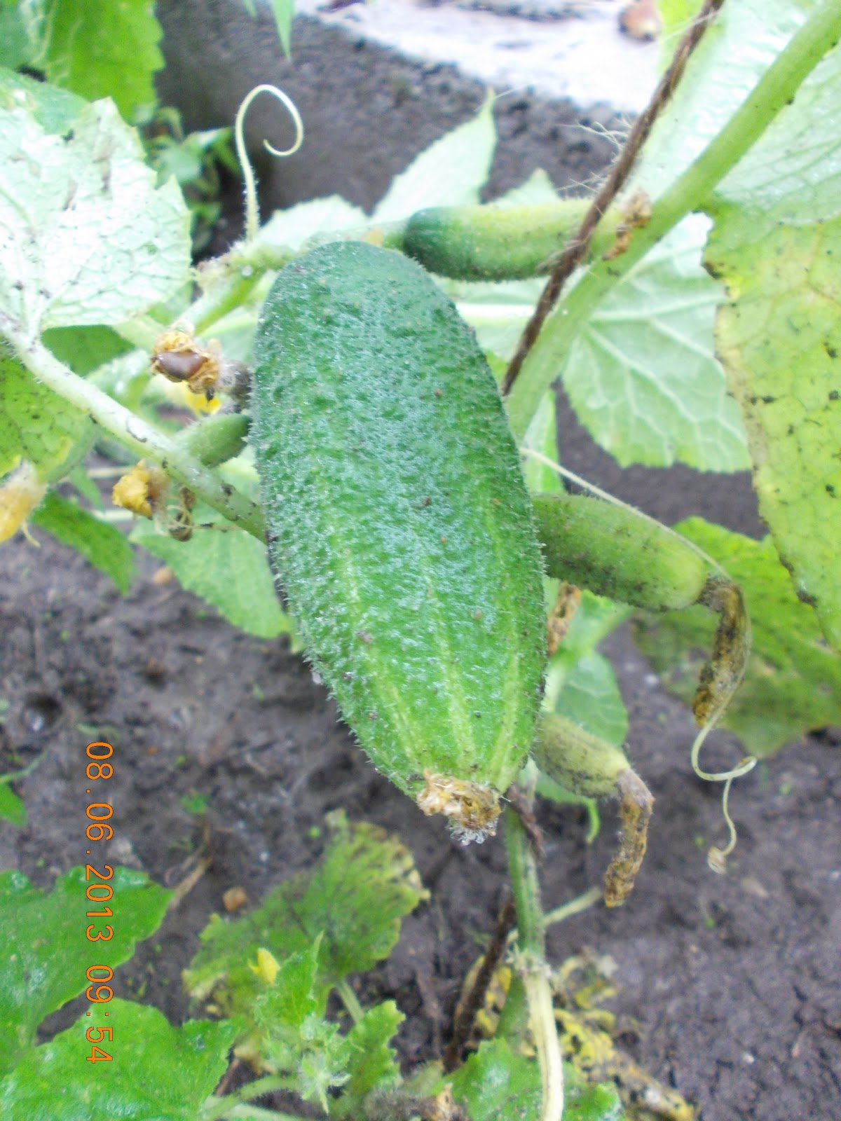 Castravetii - Grădina Mirelei