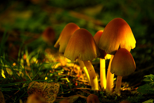 best photos 2 share: 8 Beautiful Photos of Mushrooms