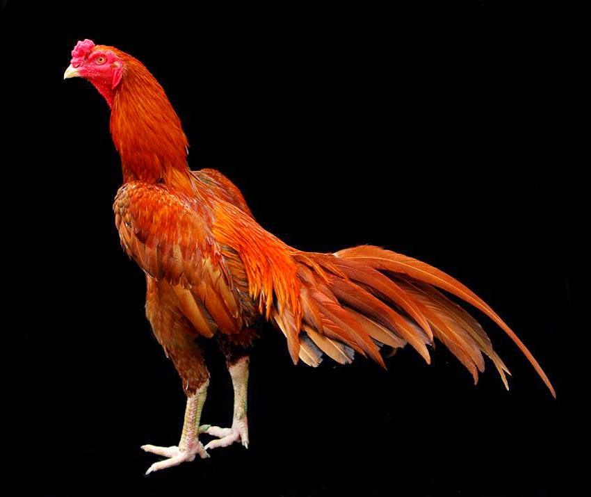 Cara Mengobati Kaki Ayam Aduan Tedun/Turun Urat | Ayam Juara