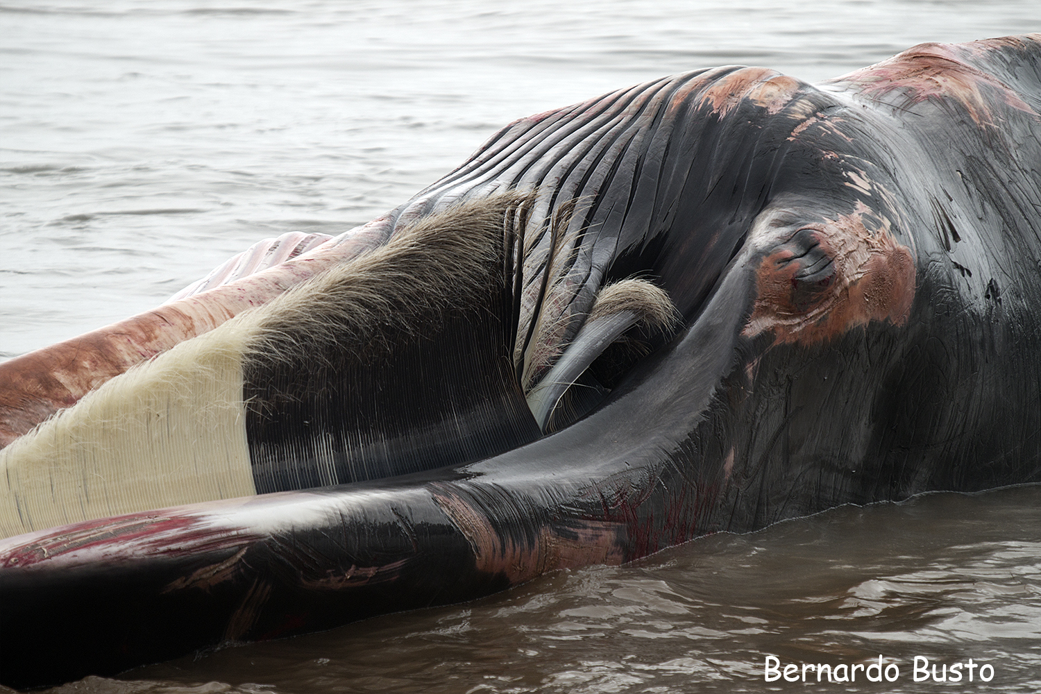 RÍA DE LA VILLA: Ballena varada
