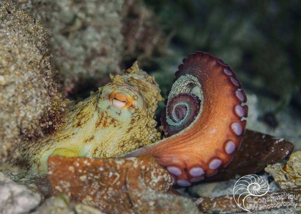 Biodiversity of Cyprus by NGO Protection of the Natural Heritage and ...