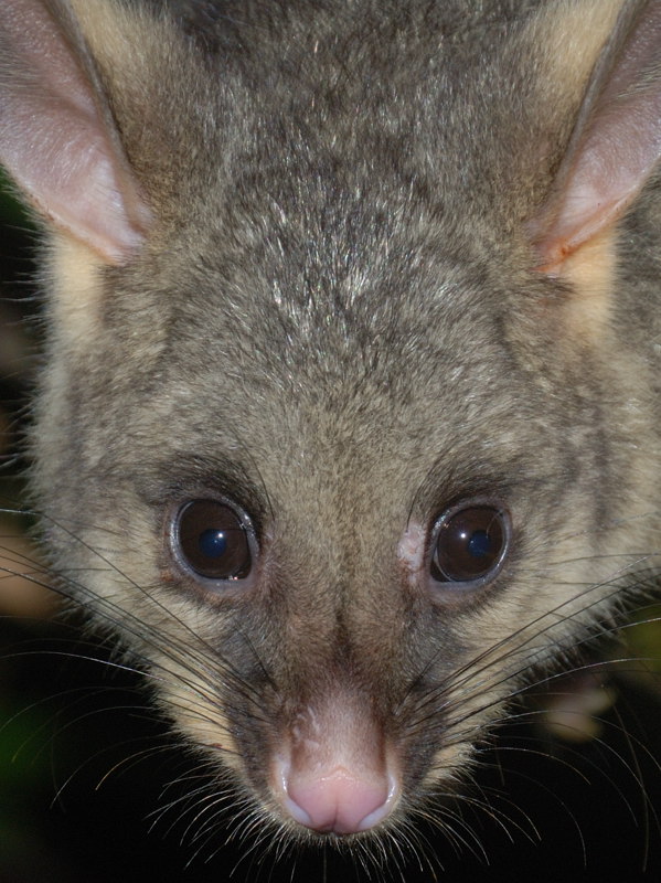 Possum TV: Possum status update 16th June 2012
