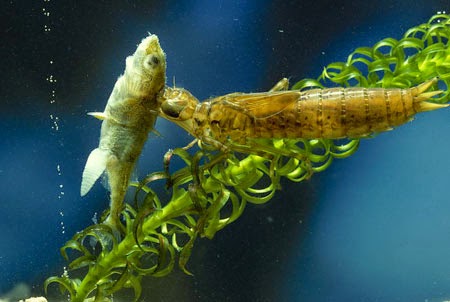 Perkawinan Capung yang Unik dan Menarik - EDUBIO